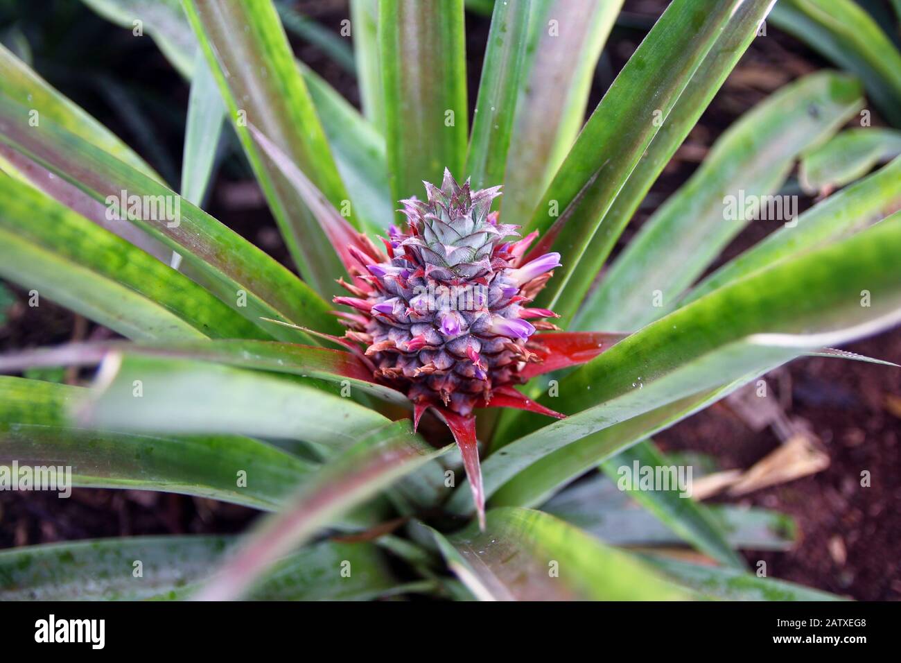 Close up of a pineapple in a cultivation in Azores Islands Stock Photo ...