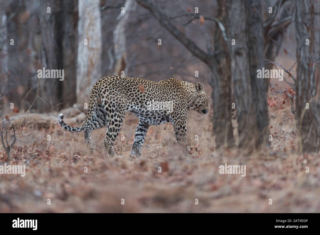 Leopard portrait in the African wilderness Stock Photo - Alamy