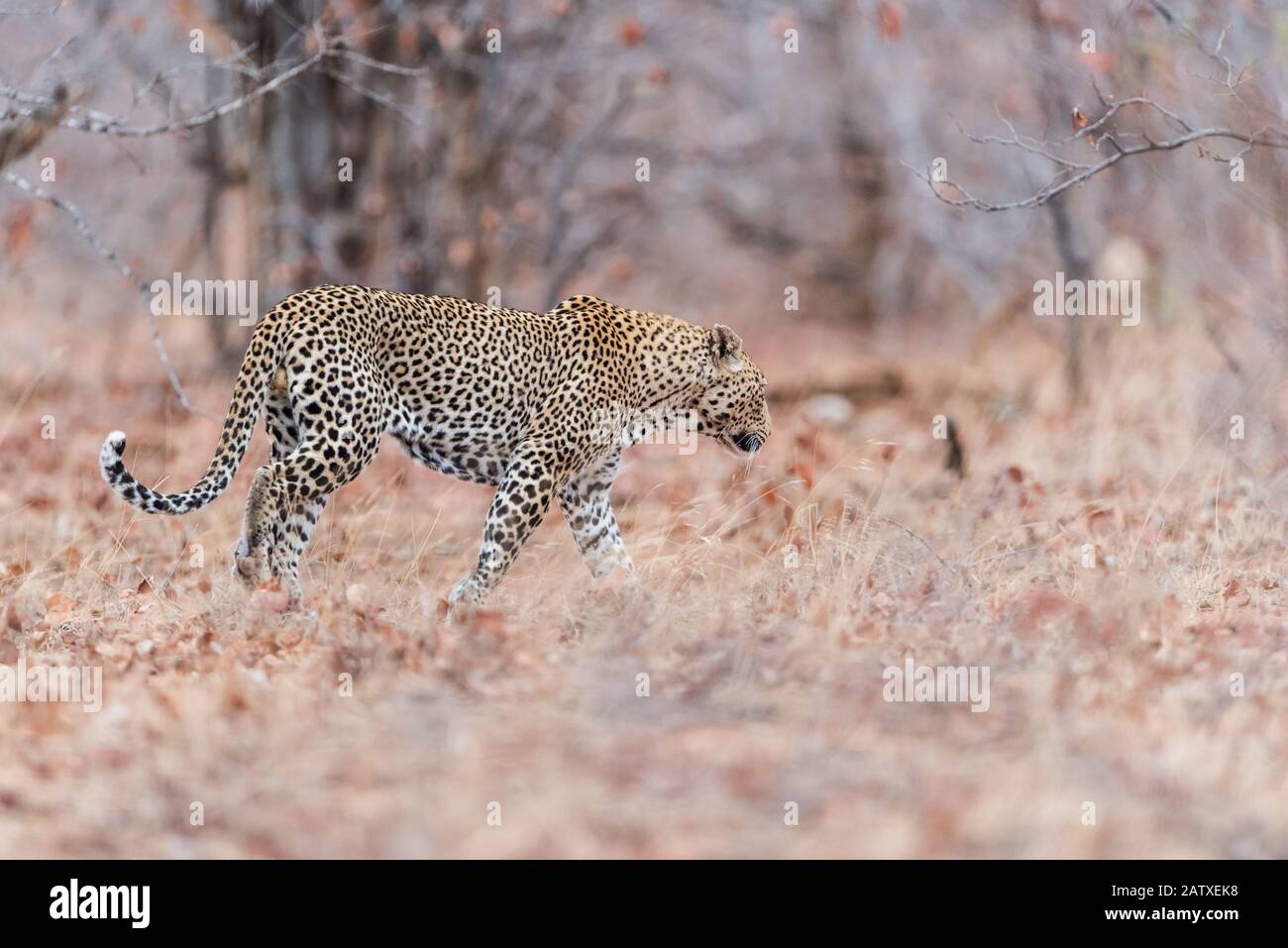 Leopard portrait in the African wilderness Stock Photo - Alamy