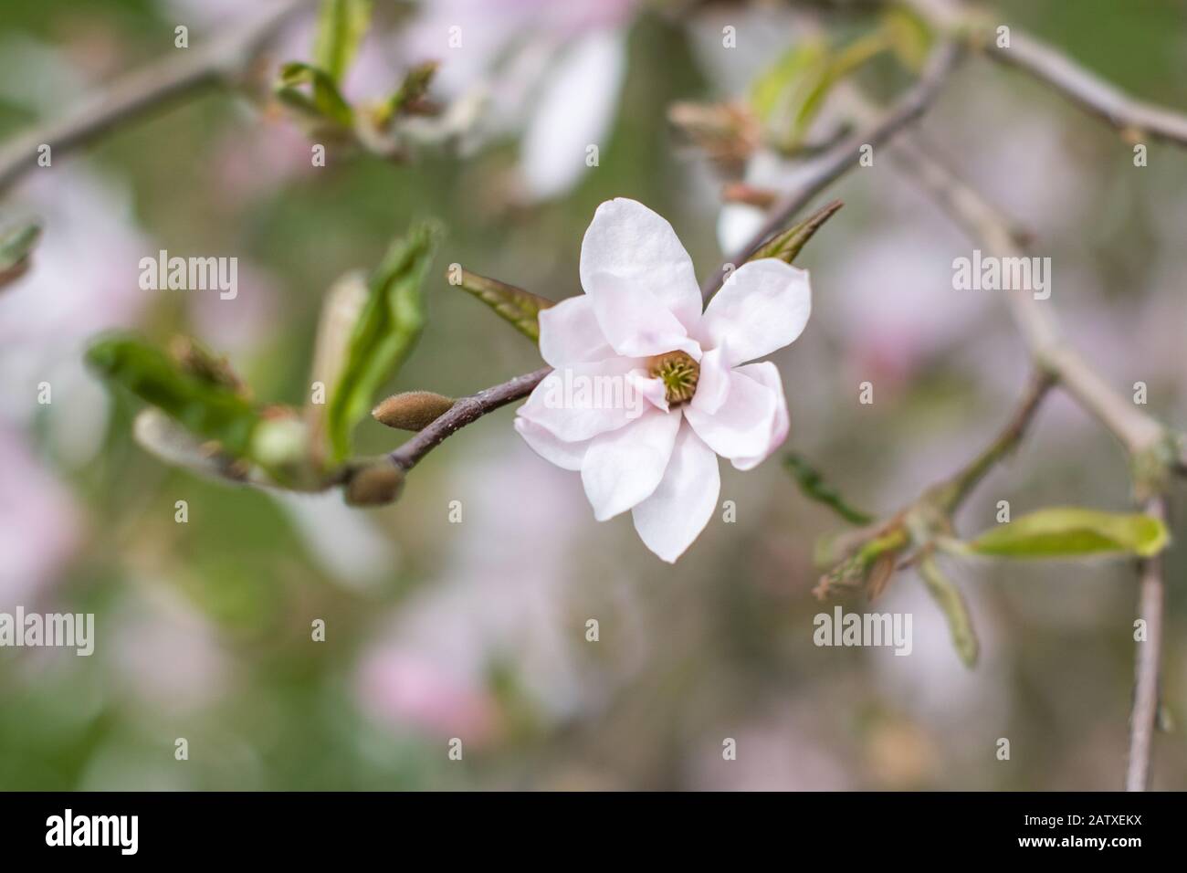 Leonard Messel Magnolia flowering in Sheffield Botanical Gardens ...