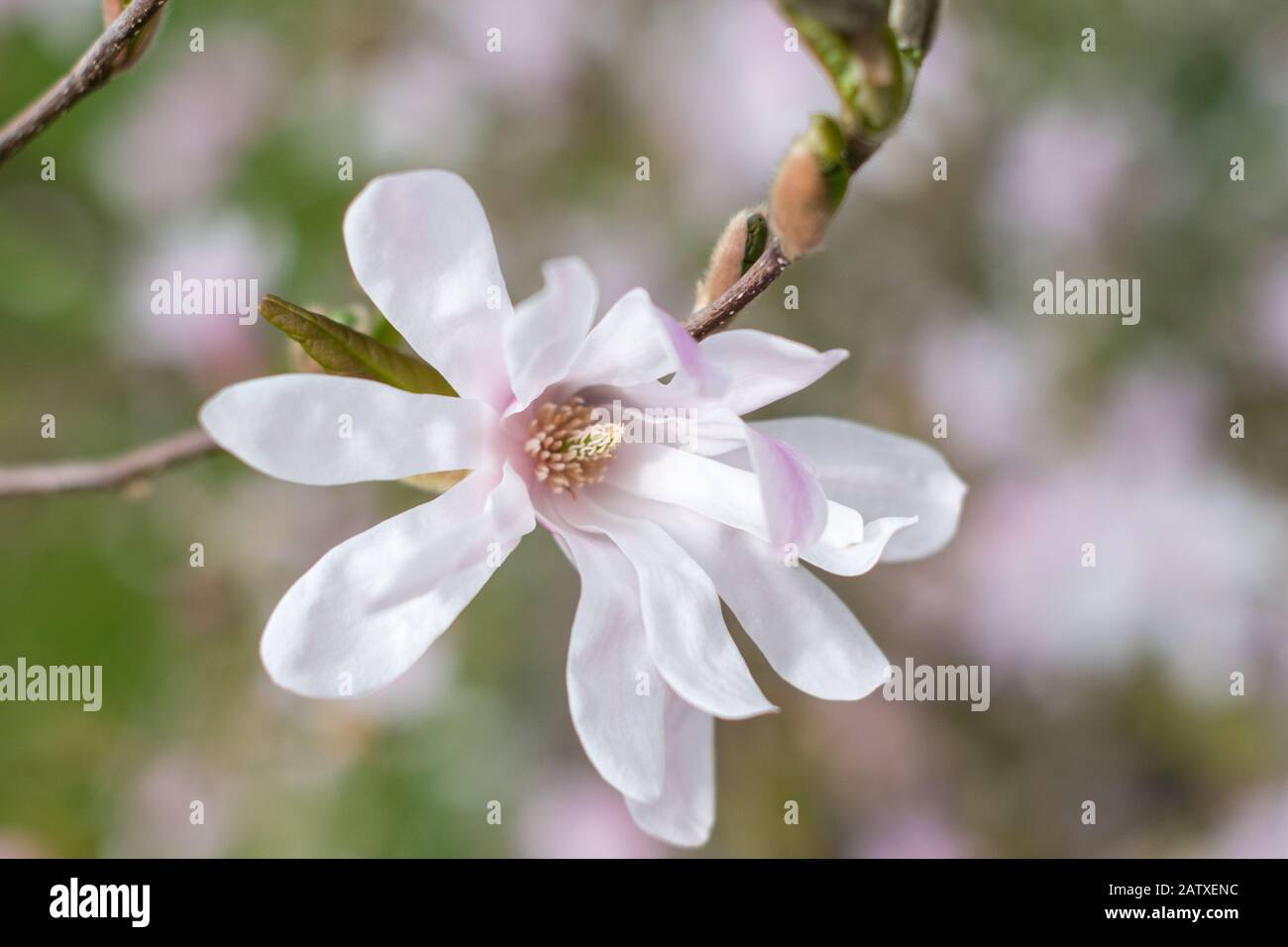 Leonard Messel Magnolia flowering in Sheffield Botanical Gardens ...