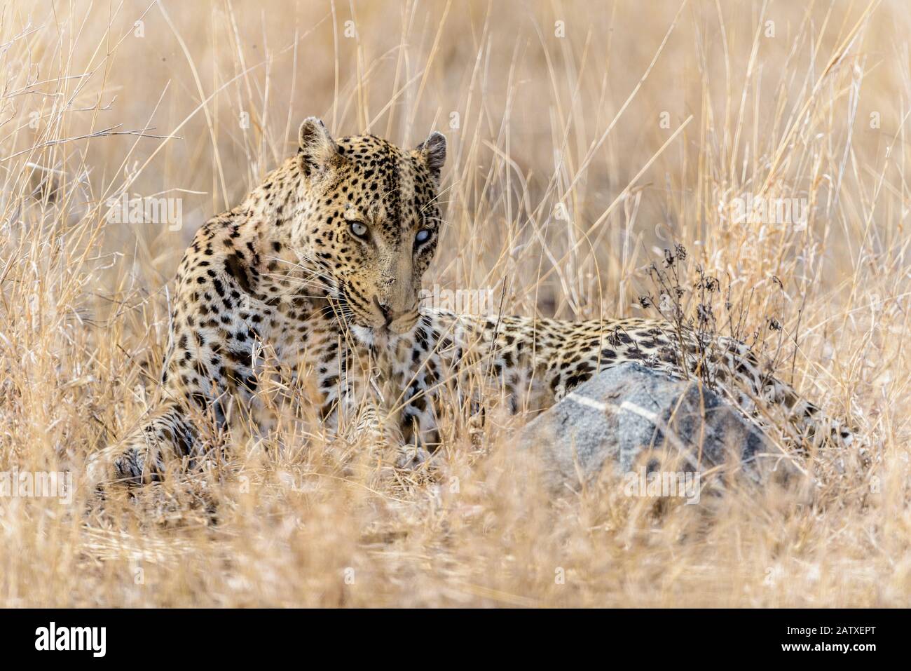 Leopard portrait in the African wilderness Stock Photo - Alamy
