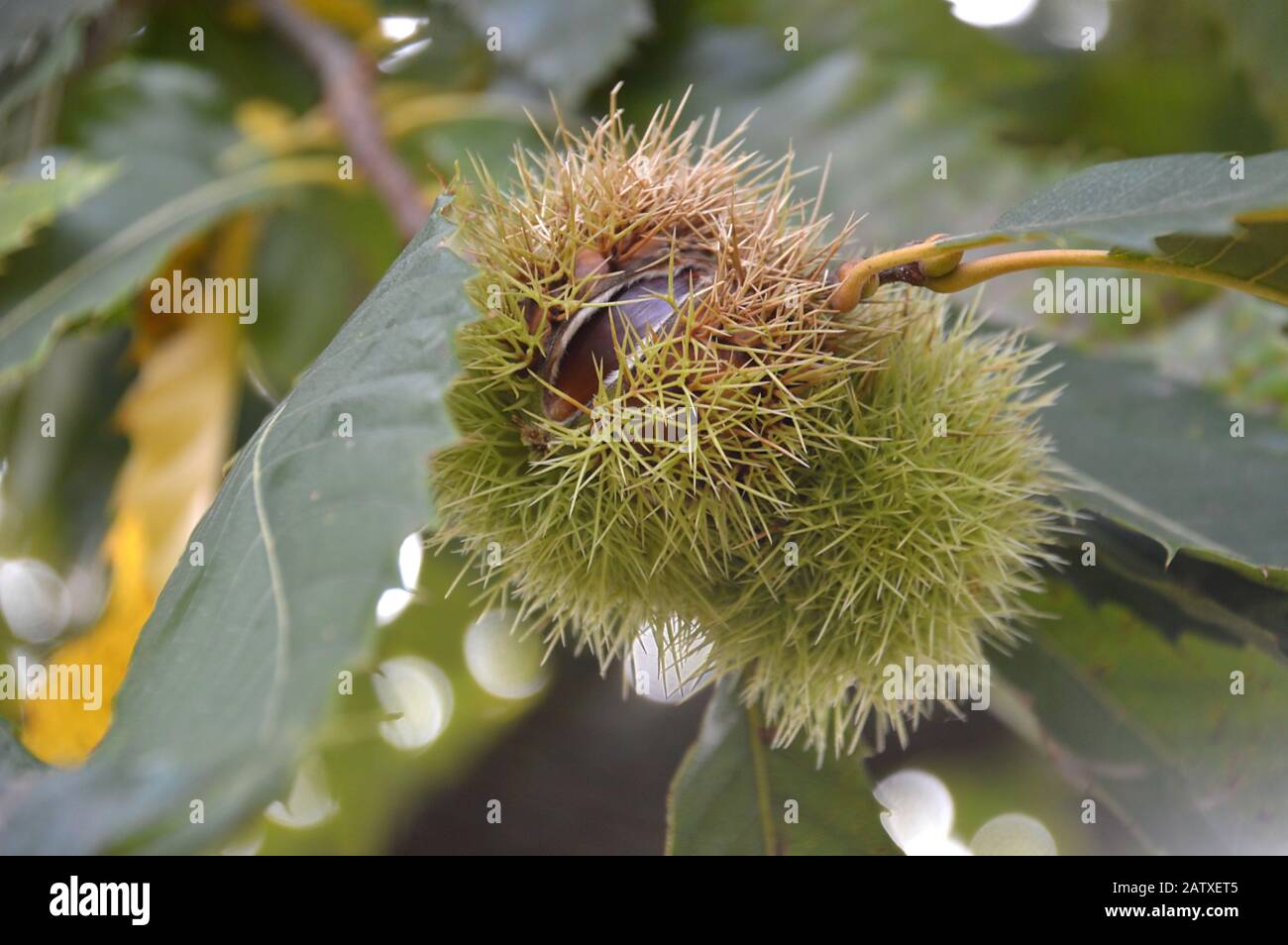 Chestnut tree fruit hi-res stock photography and images - Alamy