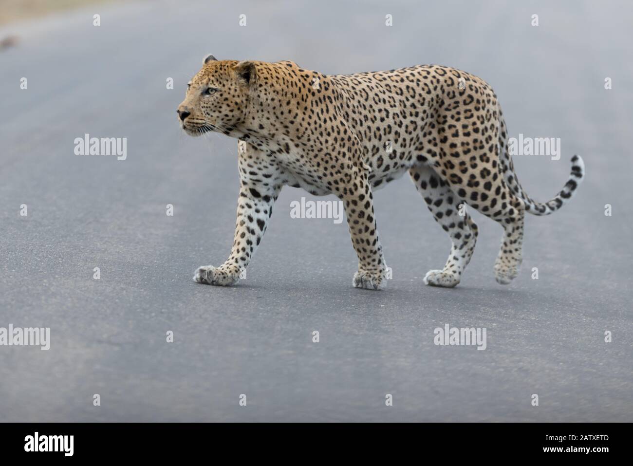 Leopard portrait illustration hi-res stock photography and images - Alamy
