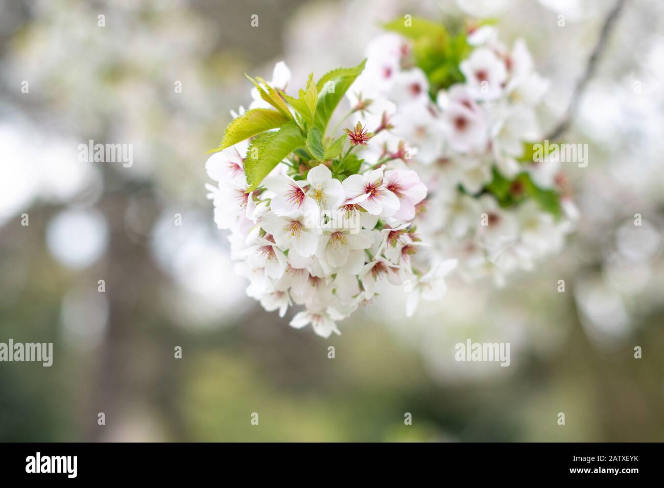 Close up of clusters of Wild Cherry Prunus Avium flowering in Sheffield ...