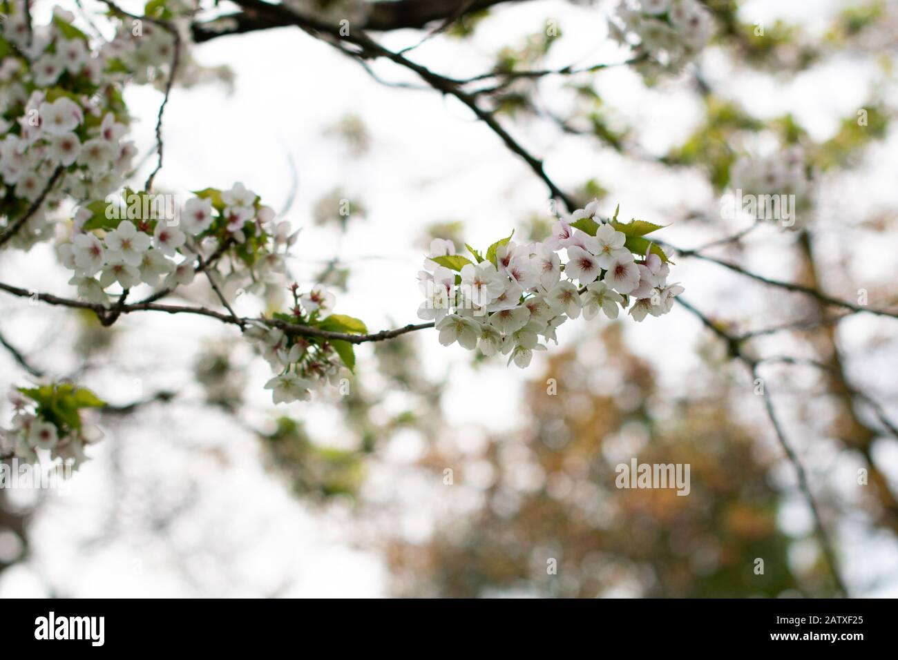Clusters of Wild Cherry flowering in Sheffield Botanical Gardens ...