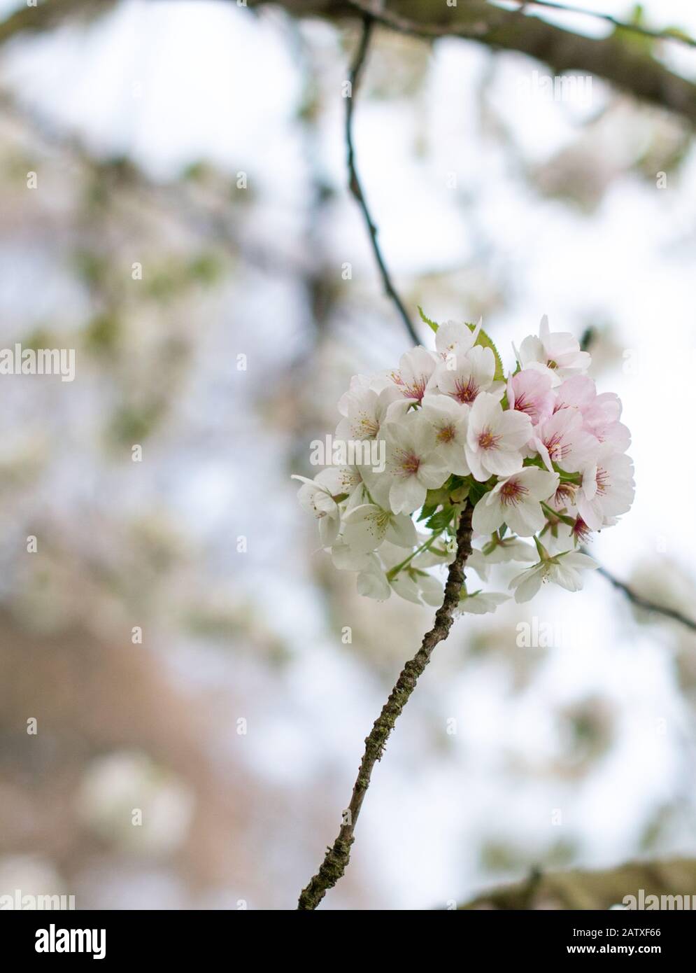 White Wild Cherry blossom clusters flowering in Sheffield Botanical ...