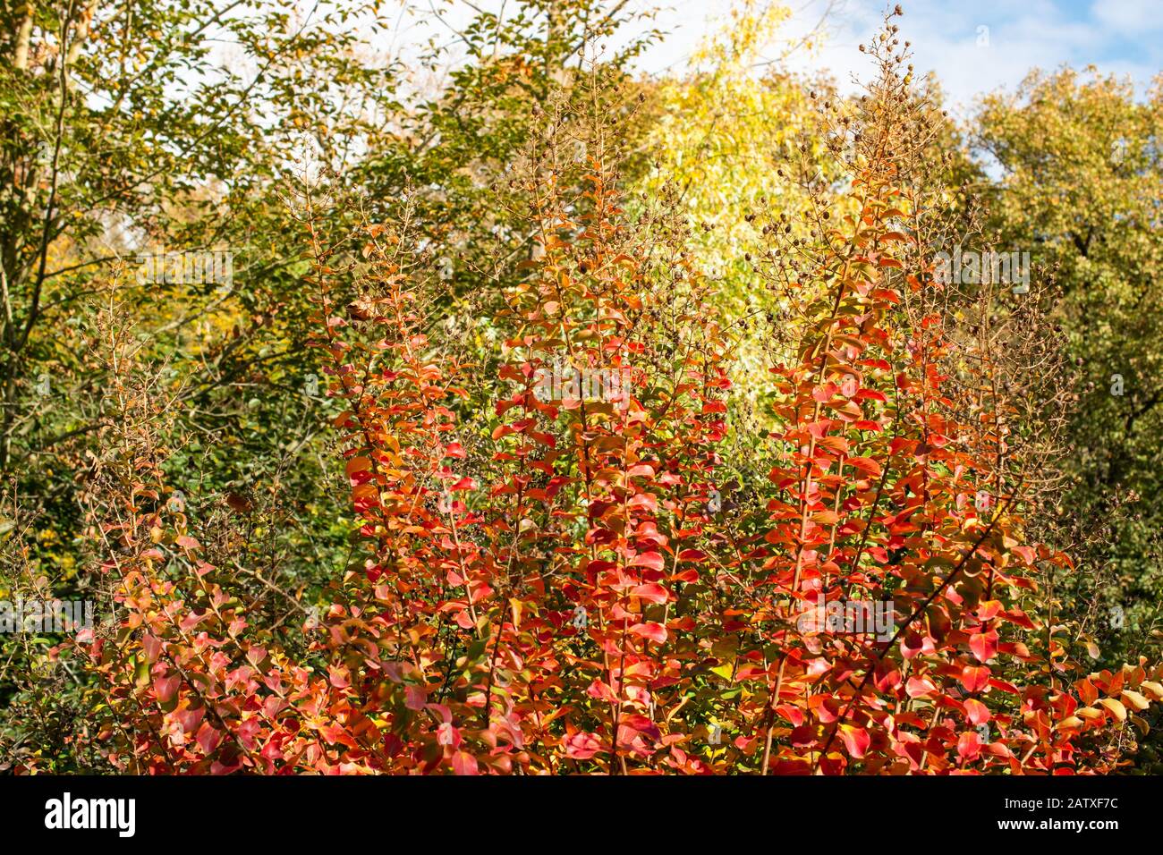 Autumn tree leaves texture background. leaf background texture Stock ...