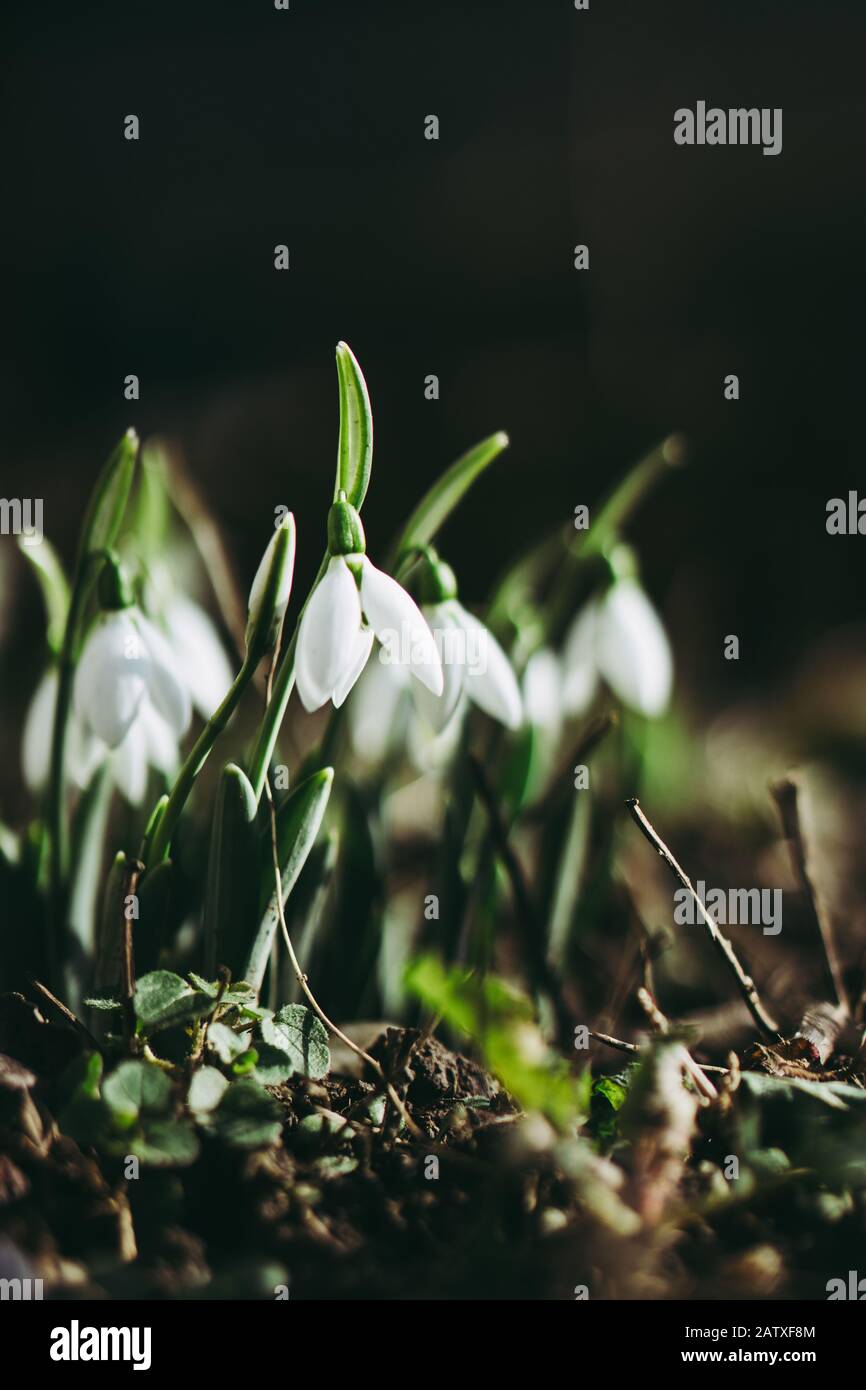 Snowdrop pattern hi-res stock photography and images - Alamy