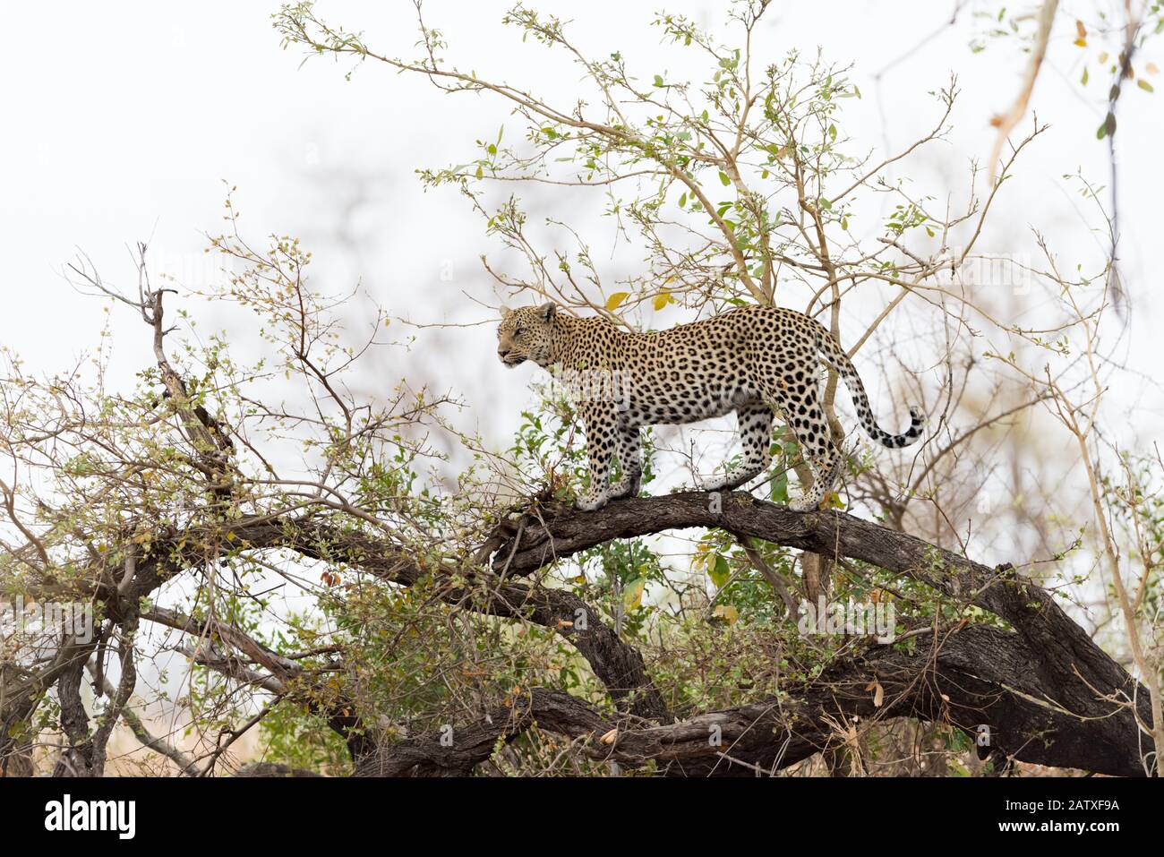 Leopard resting on a tree Stock Photo - Alamy