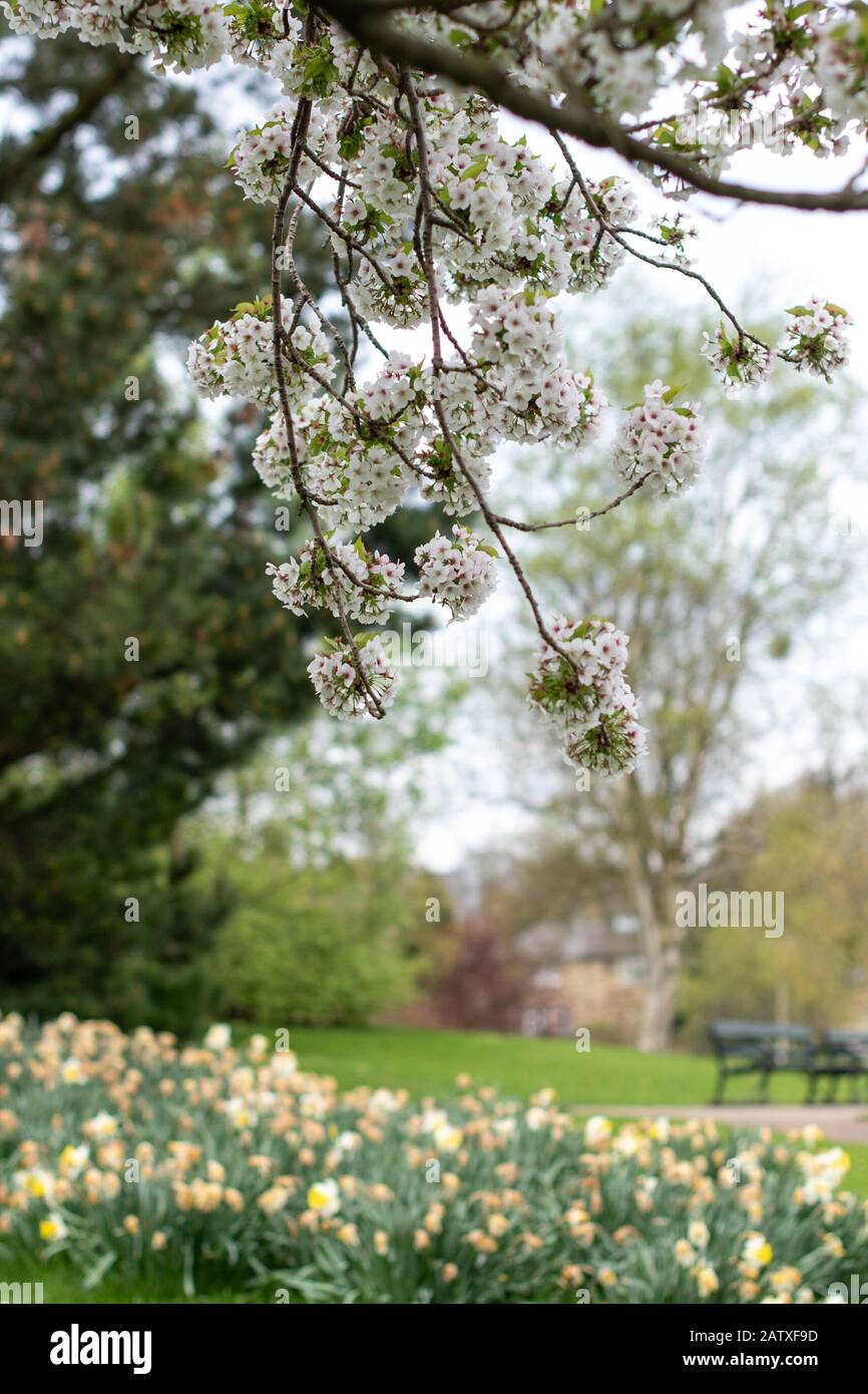 Sheffield wild flowers hi-res stock photography and images - Alamy