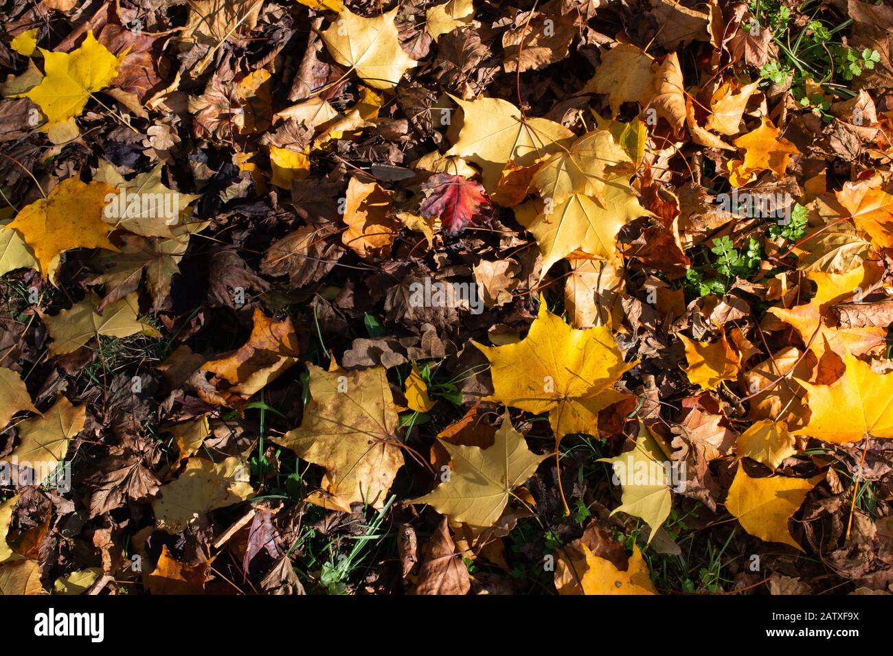 Autumn leaves texture for background. leaf background texture Stock ...