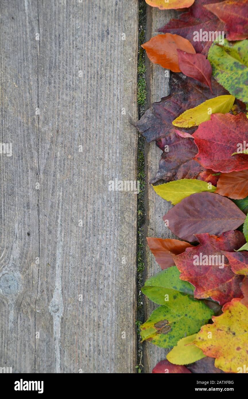 Leaves with red edging hi-res stock photography and images - Alamy