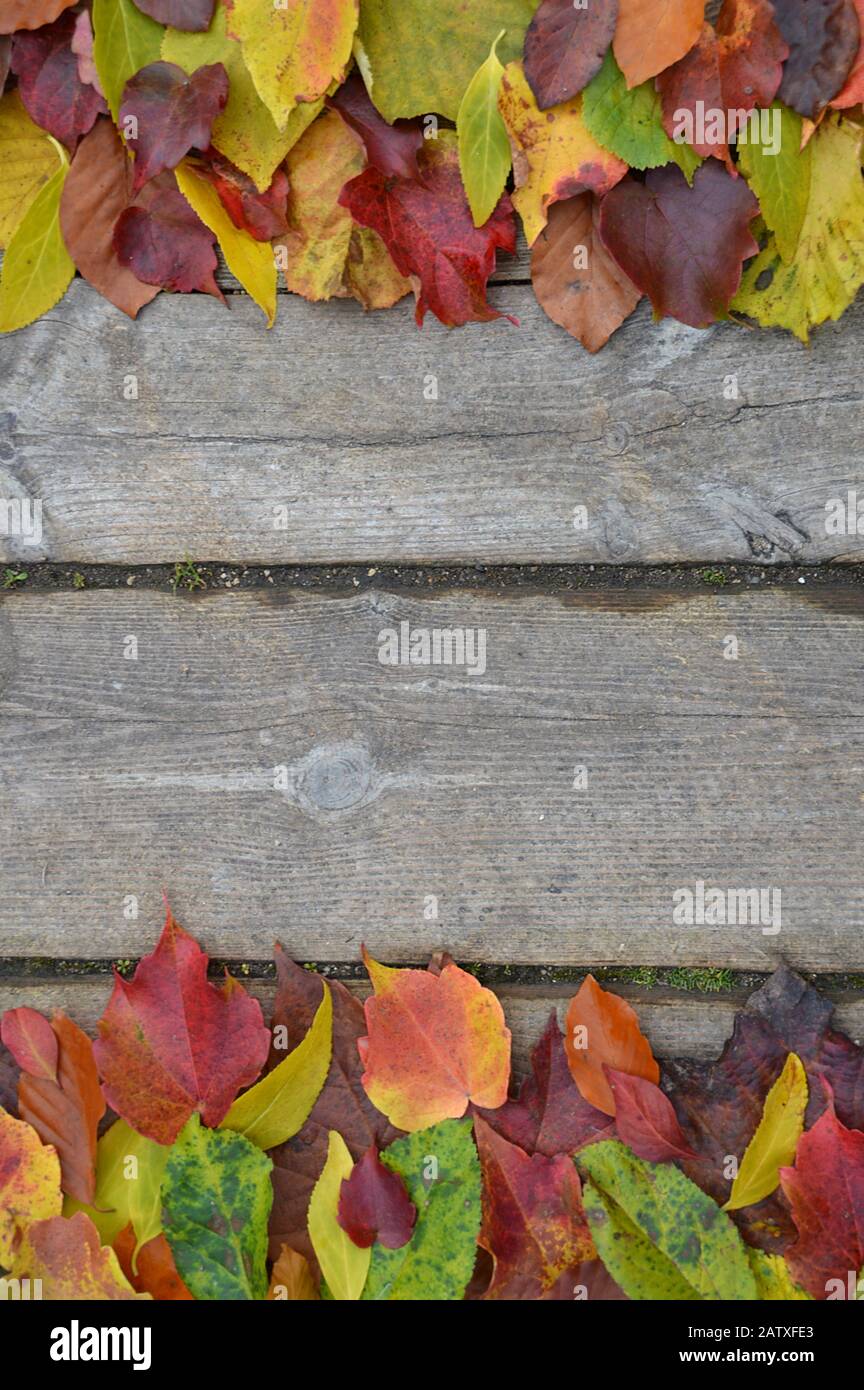 Leaves with red edging hi-res stock photography and images - Alamy
