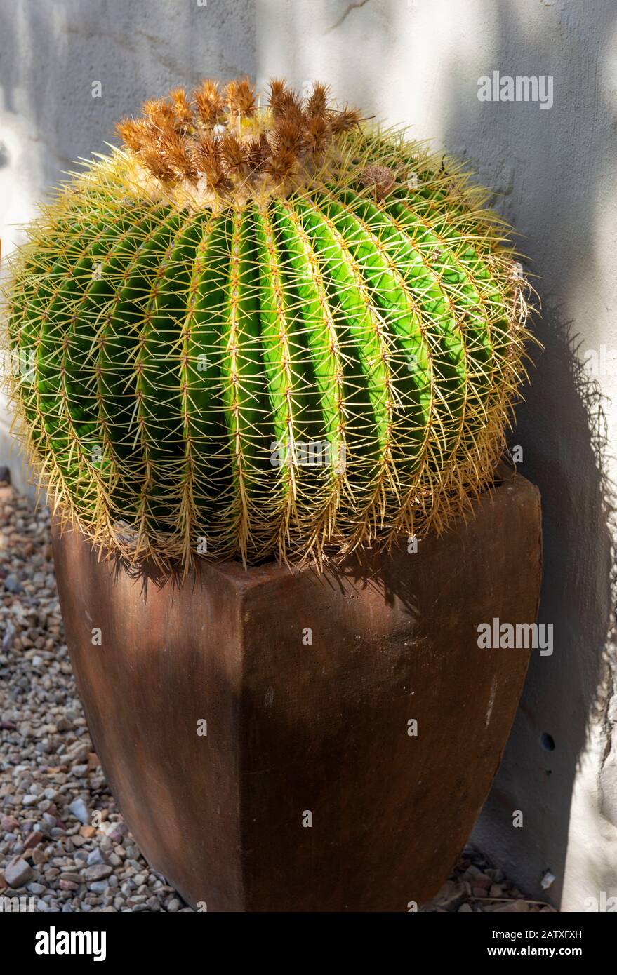 Large round Cactus planted in terracotta pot or planter, Montagu ...