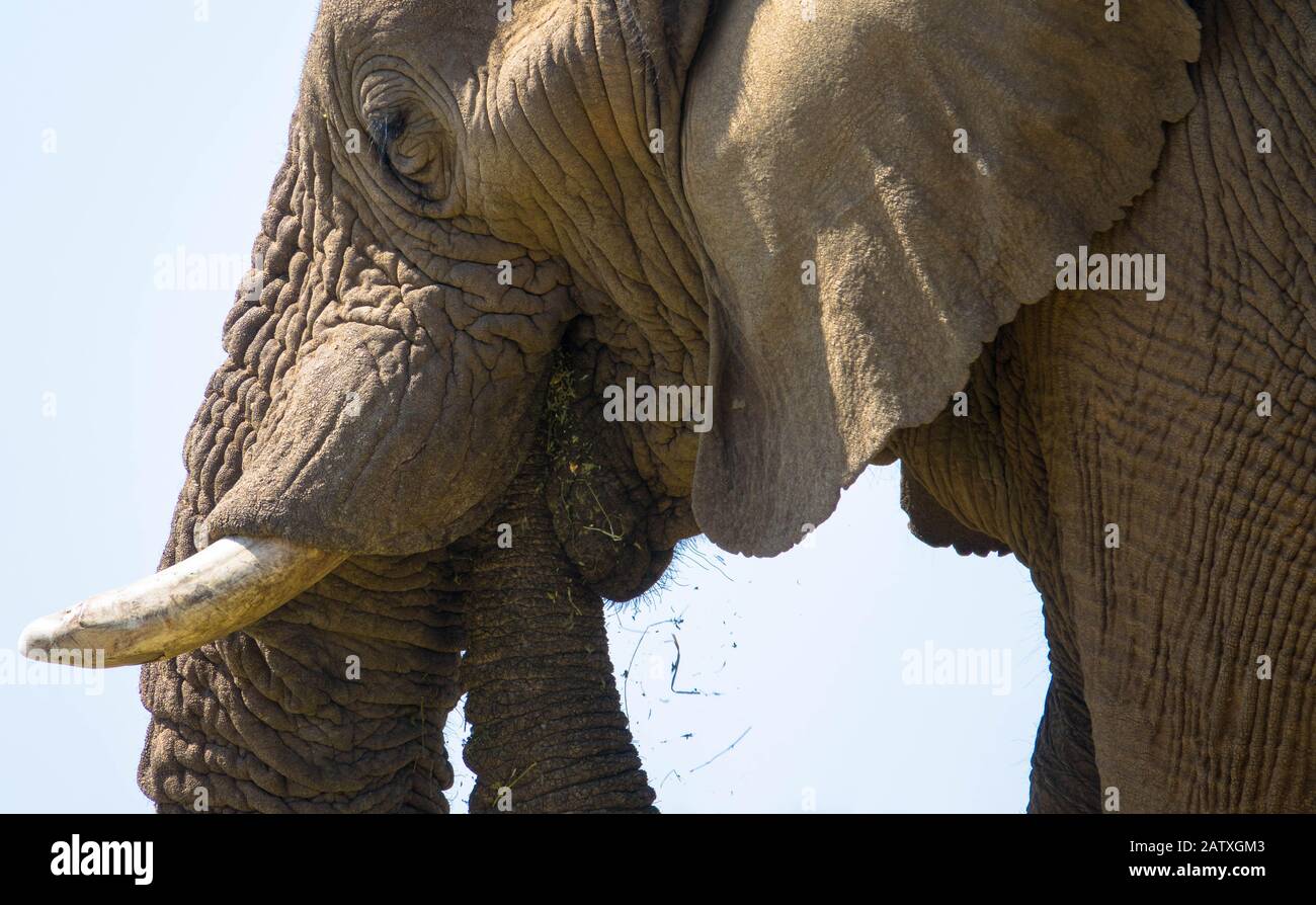 Big elephant in the african savanna Stock Photo - Alamy