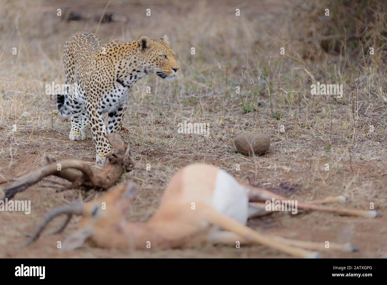 Leopard with a kill Stock Photo - Alamy