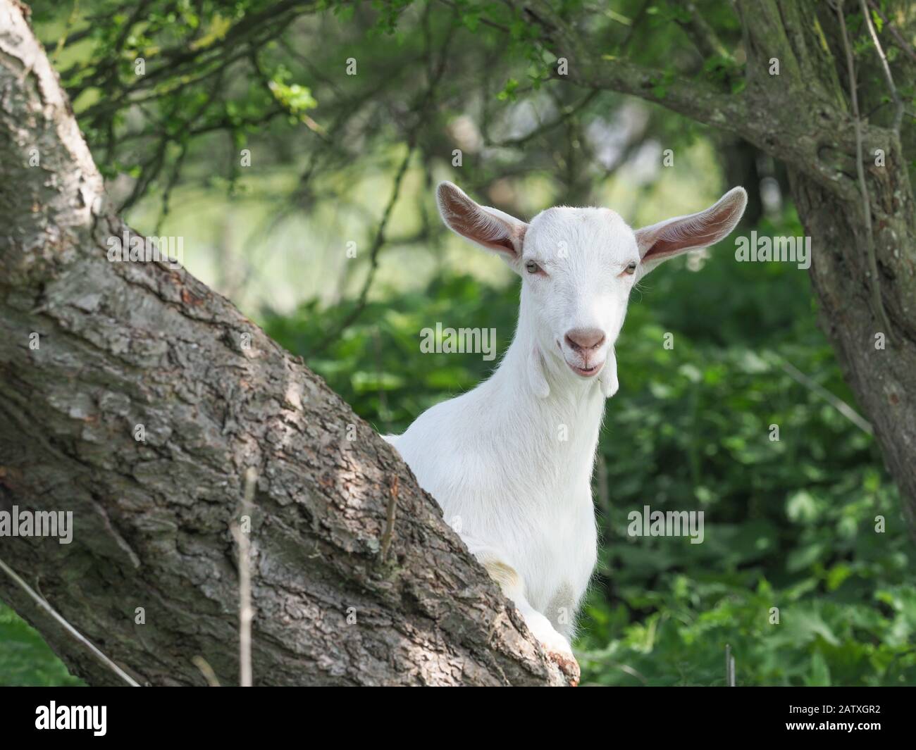 Goat kid climb goat hi-res stock photography and images - Alamy