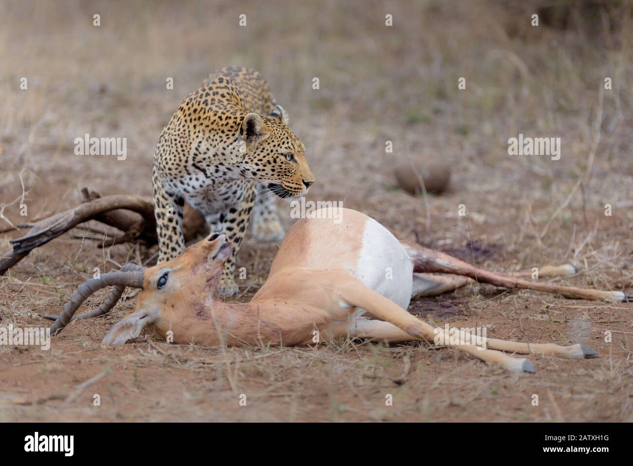 Dead leopard face hi-res stock photography and images - Alamy