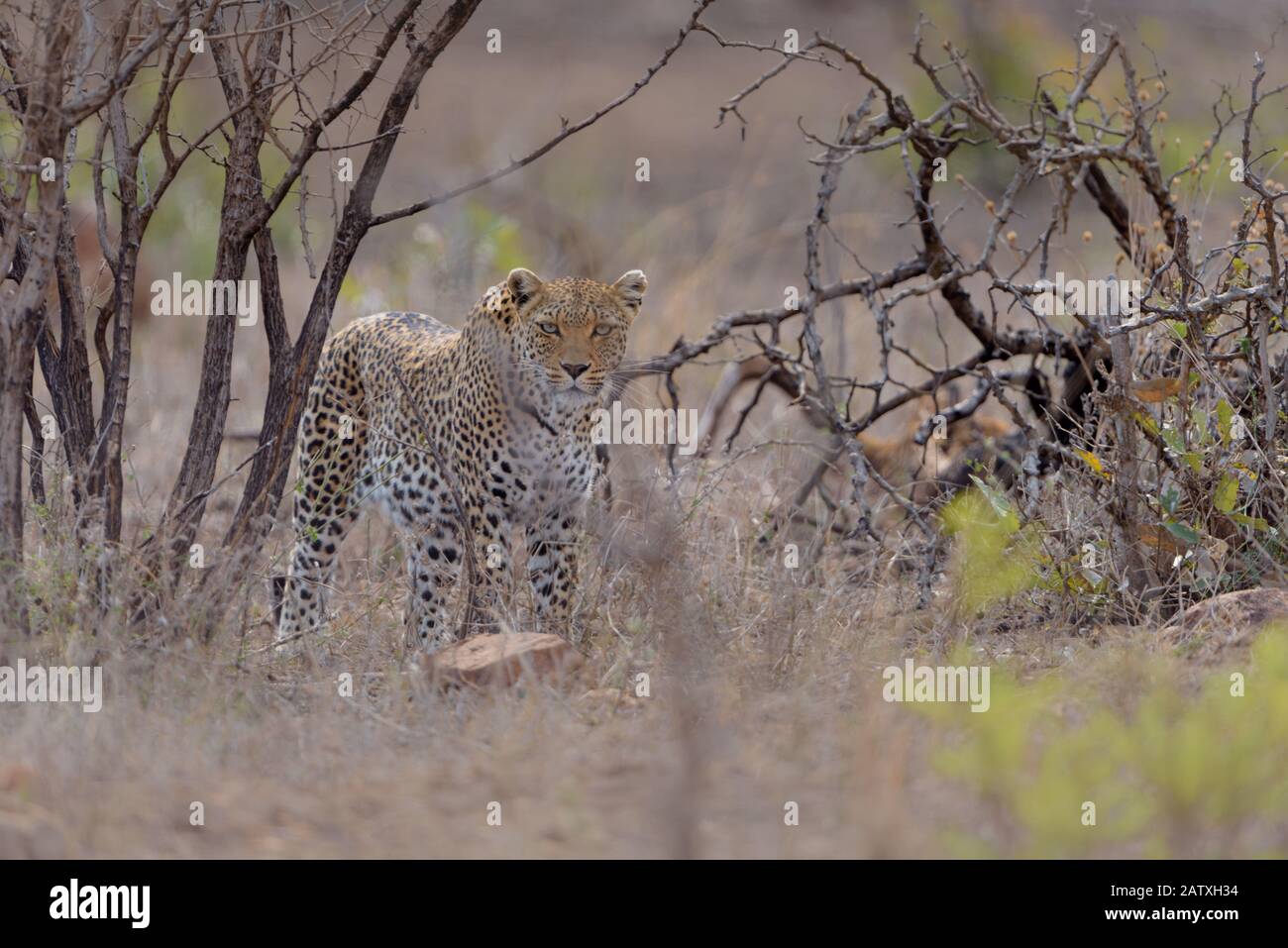 Leopard portrait in the African wilderness Stock Photo - Alamy