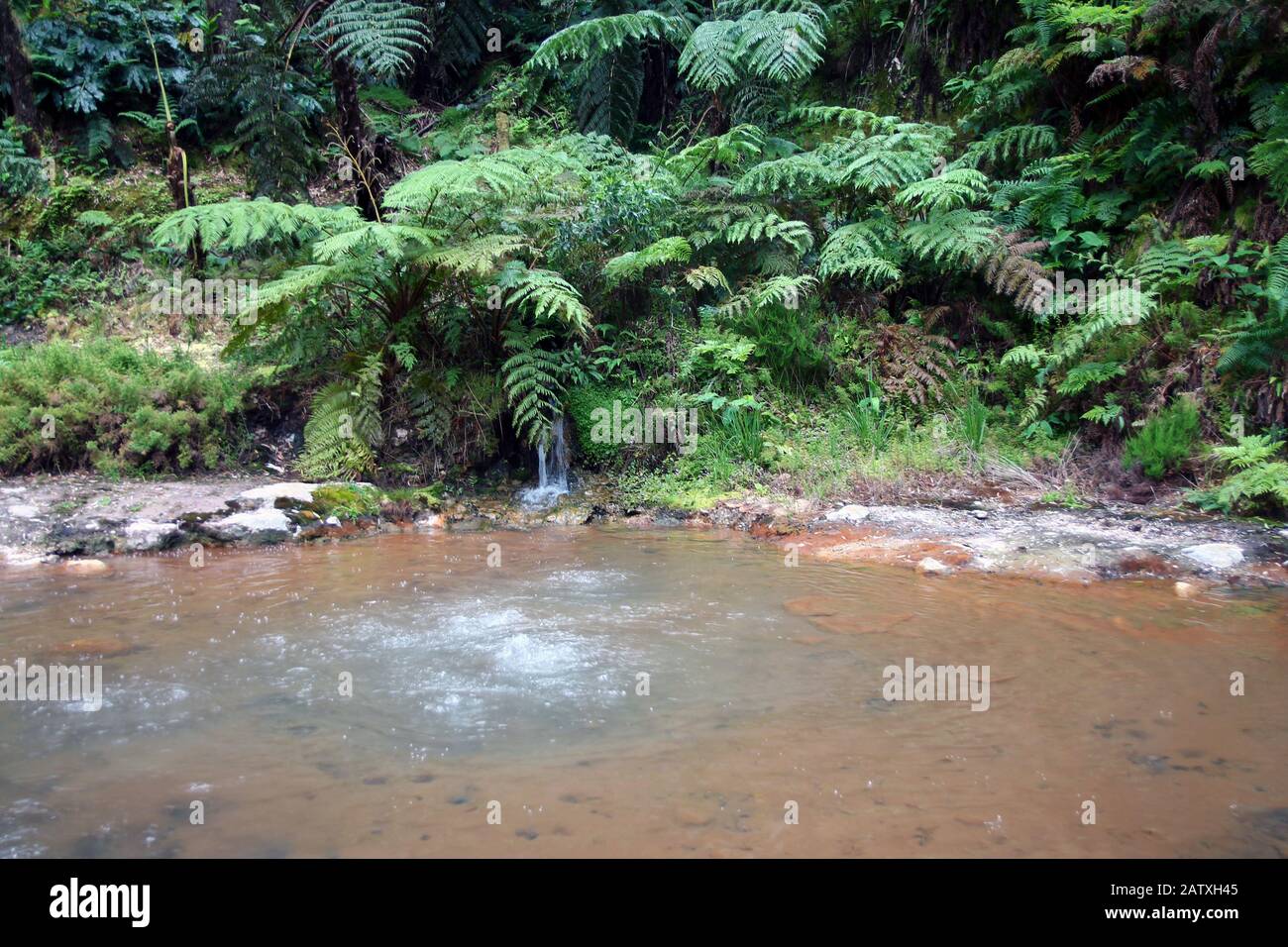 The boiling hot spring in the green forest Stock Photo - Alamy