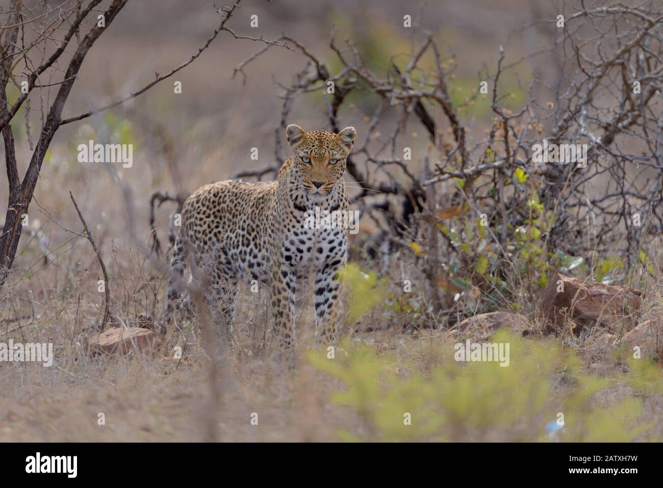 Leopard portrait in the African wilderness Stock Photo - Alamy