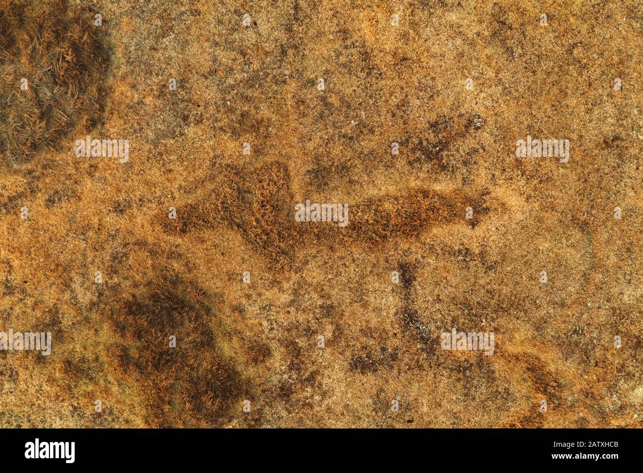 Aerial view of dry grass in meadow from drone pov Stock Photo - Alamy