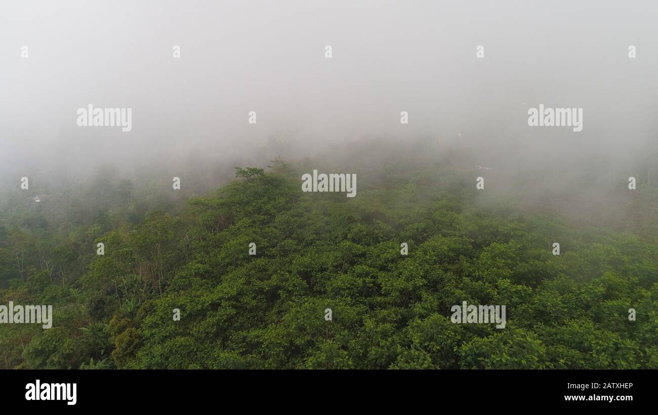 clouds and fog in rainforest. agricultural land, farmlands in ...