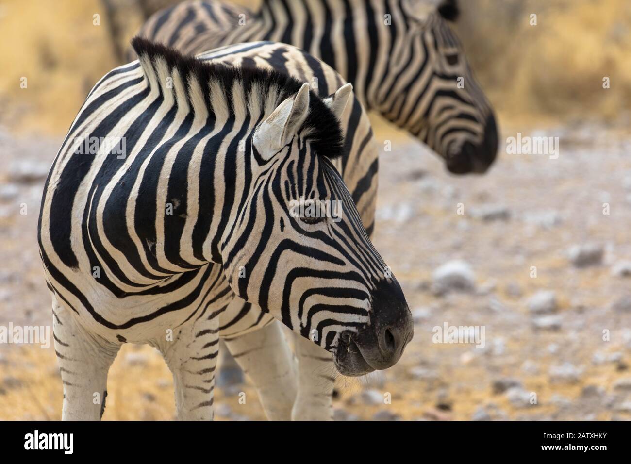 A beautiful zebra couple on a meadow in South Africa Stock Photo - Alamy
