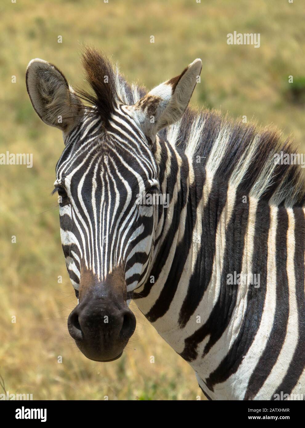 Buchells zebra hi-res stock photography and images - Alamy