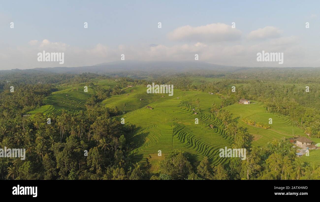 rice terrace and agricultural land with crops. aerial view farmland ...
