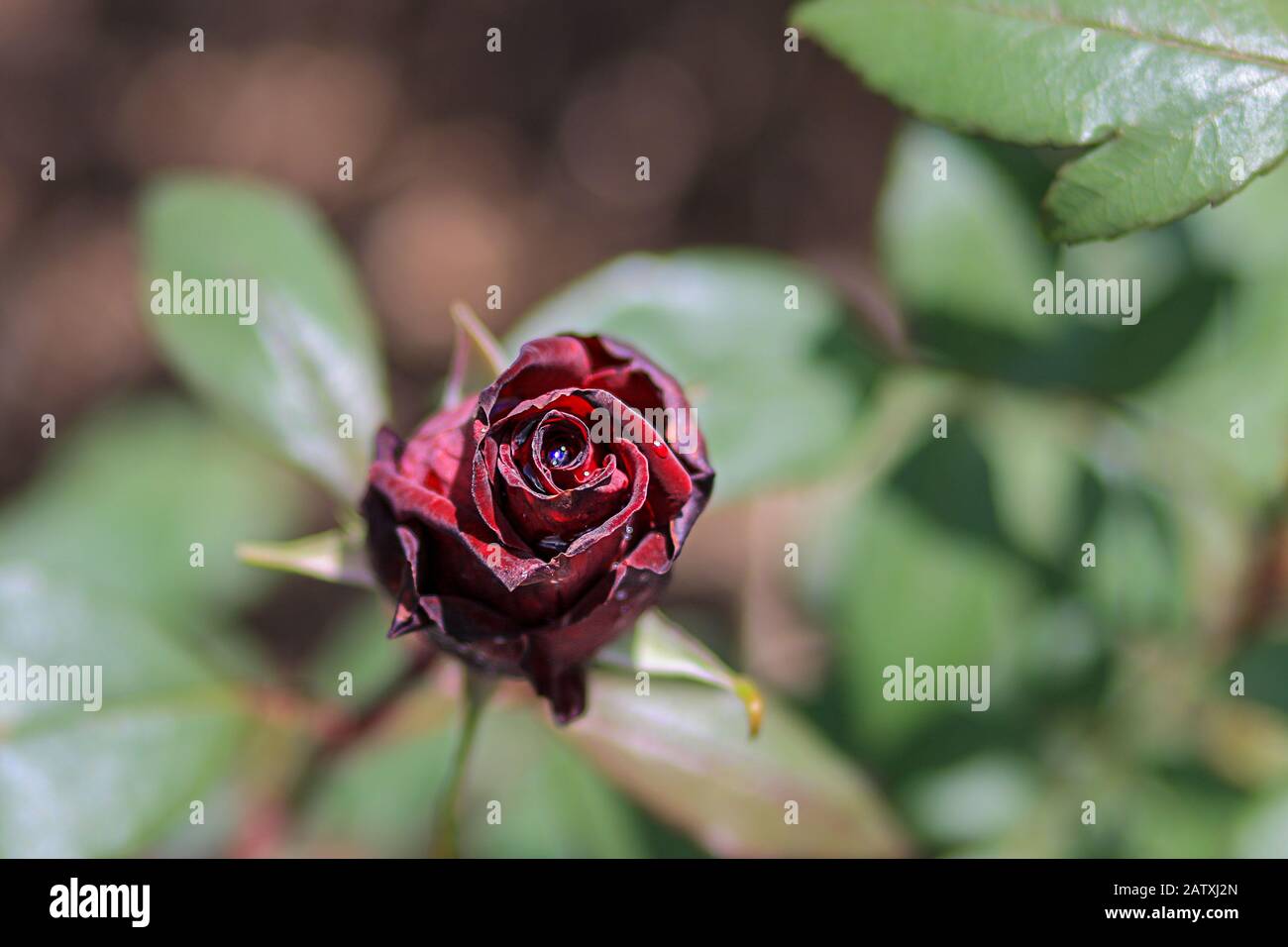 view from above of a still closed dark red rose flower with dew drop in ...