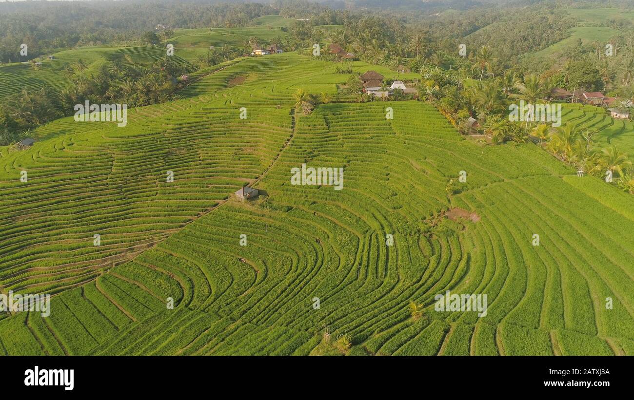 rice terrace and agricultural land with crops. aerial view farmland ...