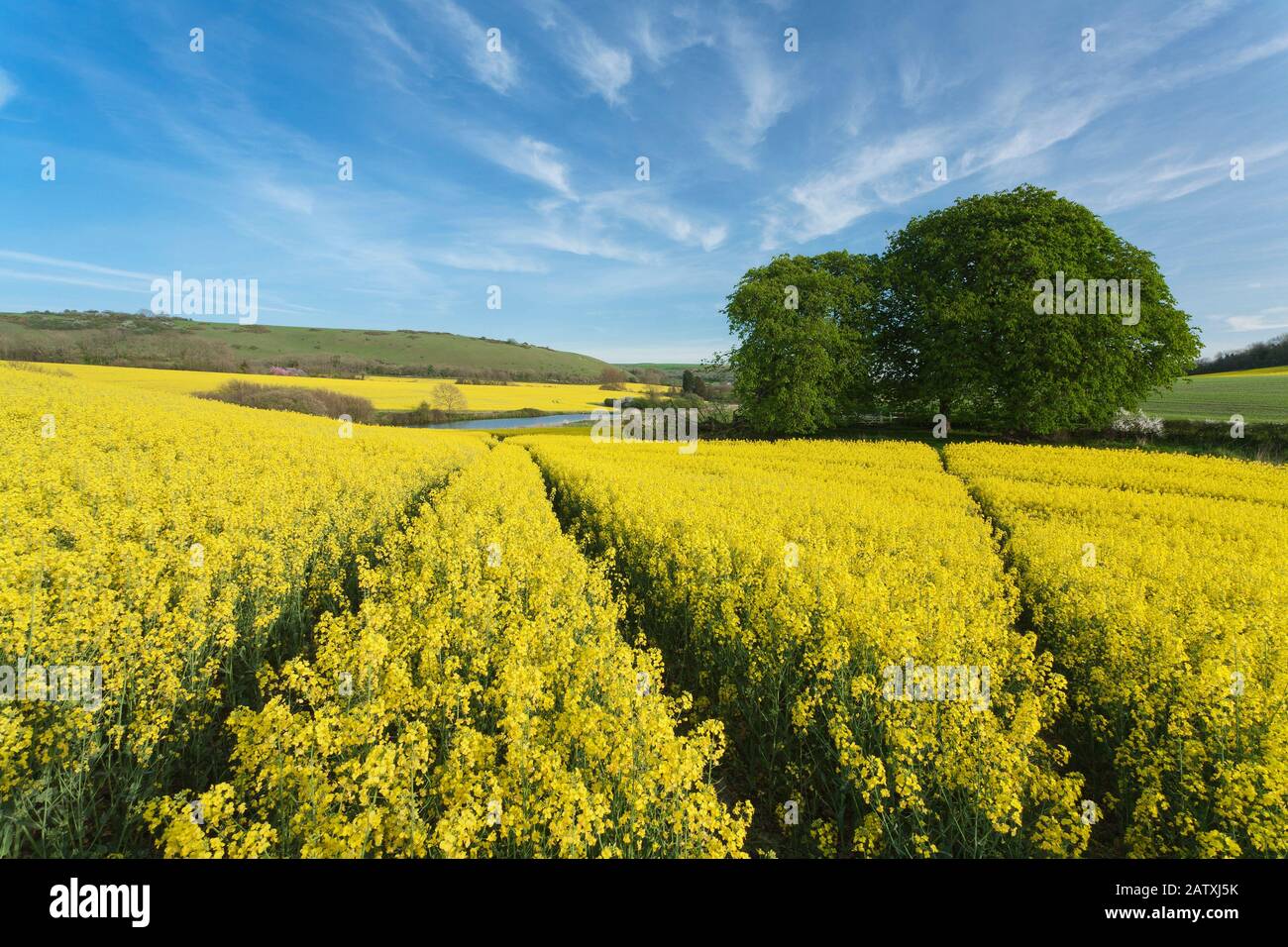 Oil Seed Rape field in Dorset, England Stock Photo - Alamy