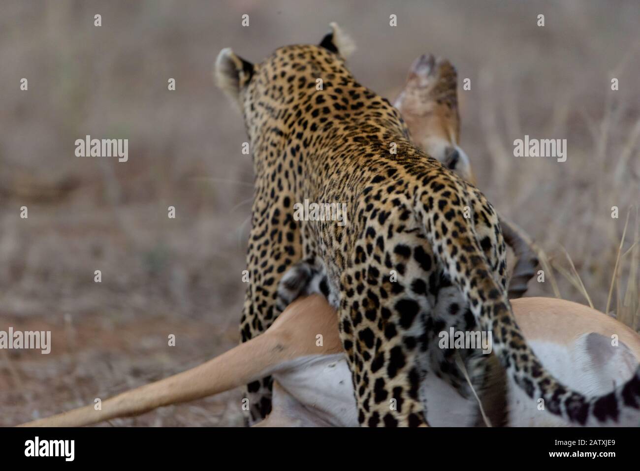 Leopard with a kill Stock Photo - Alamy