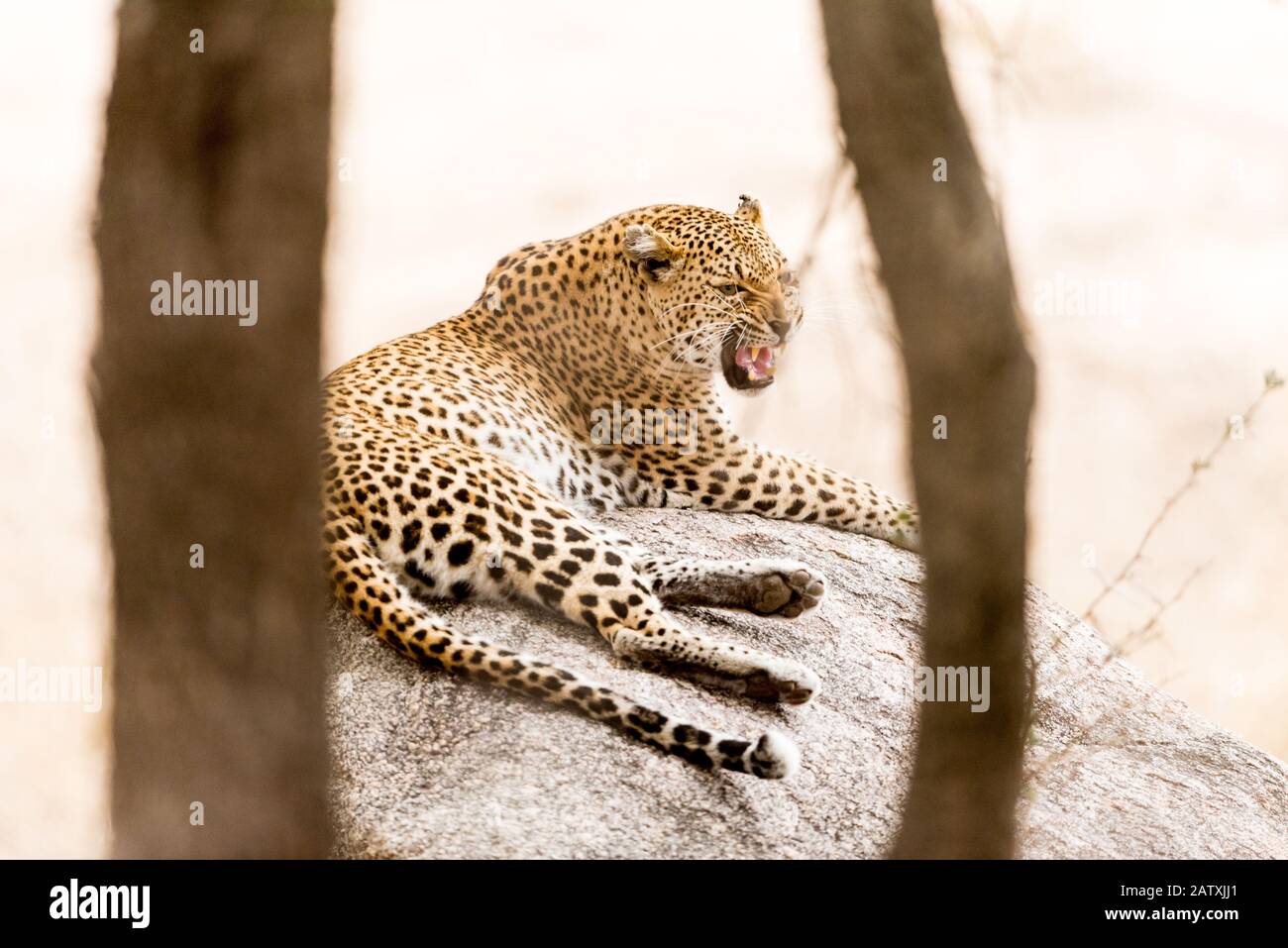 Leopard portrait in the African wilderness Stock Photo - Alamy