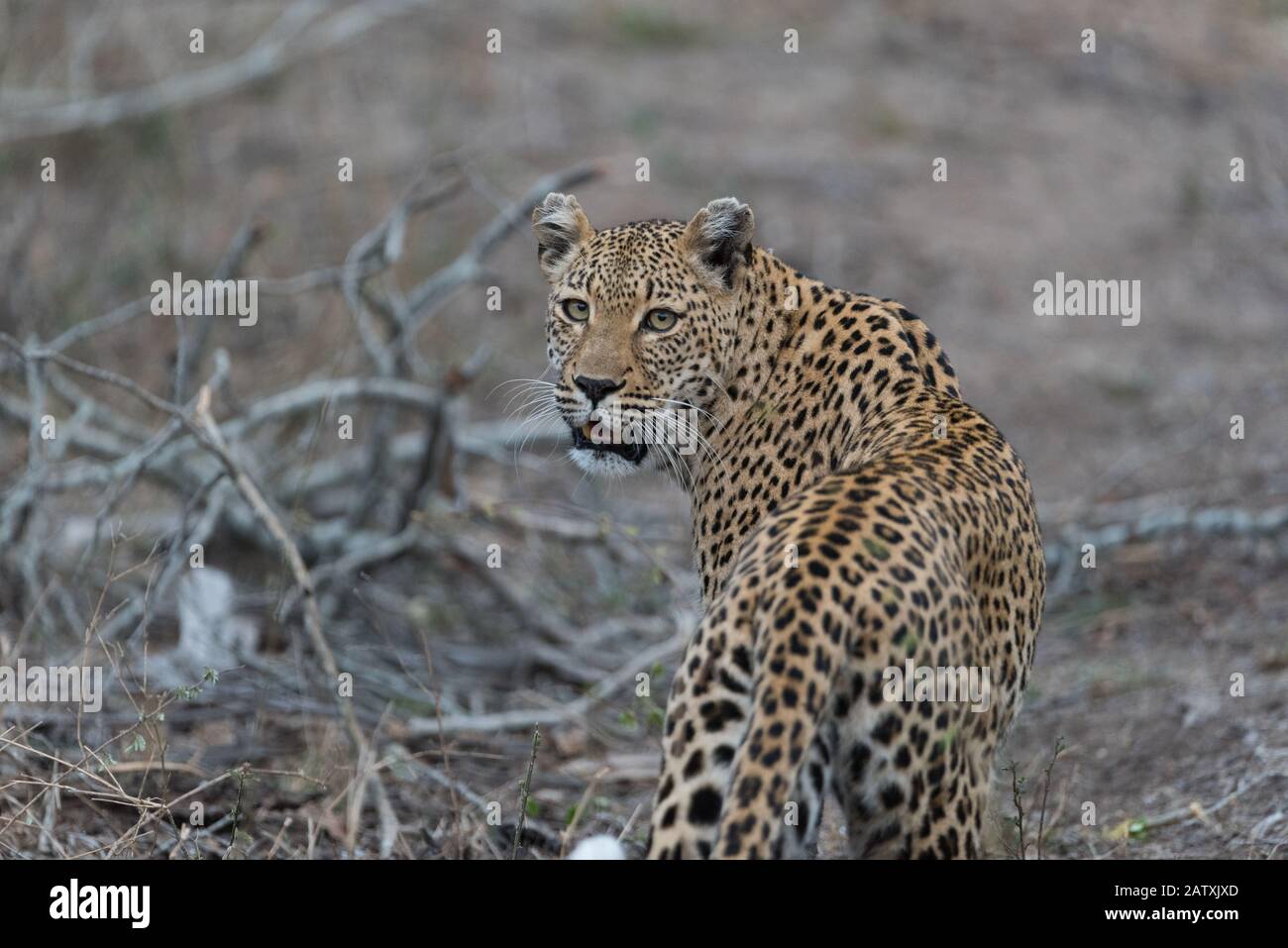 Leopard portrait in the African wilderness Stock Photo - Alamy