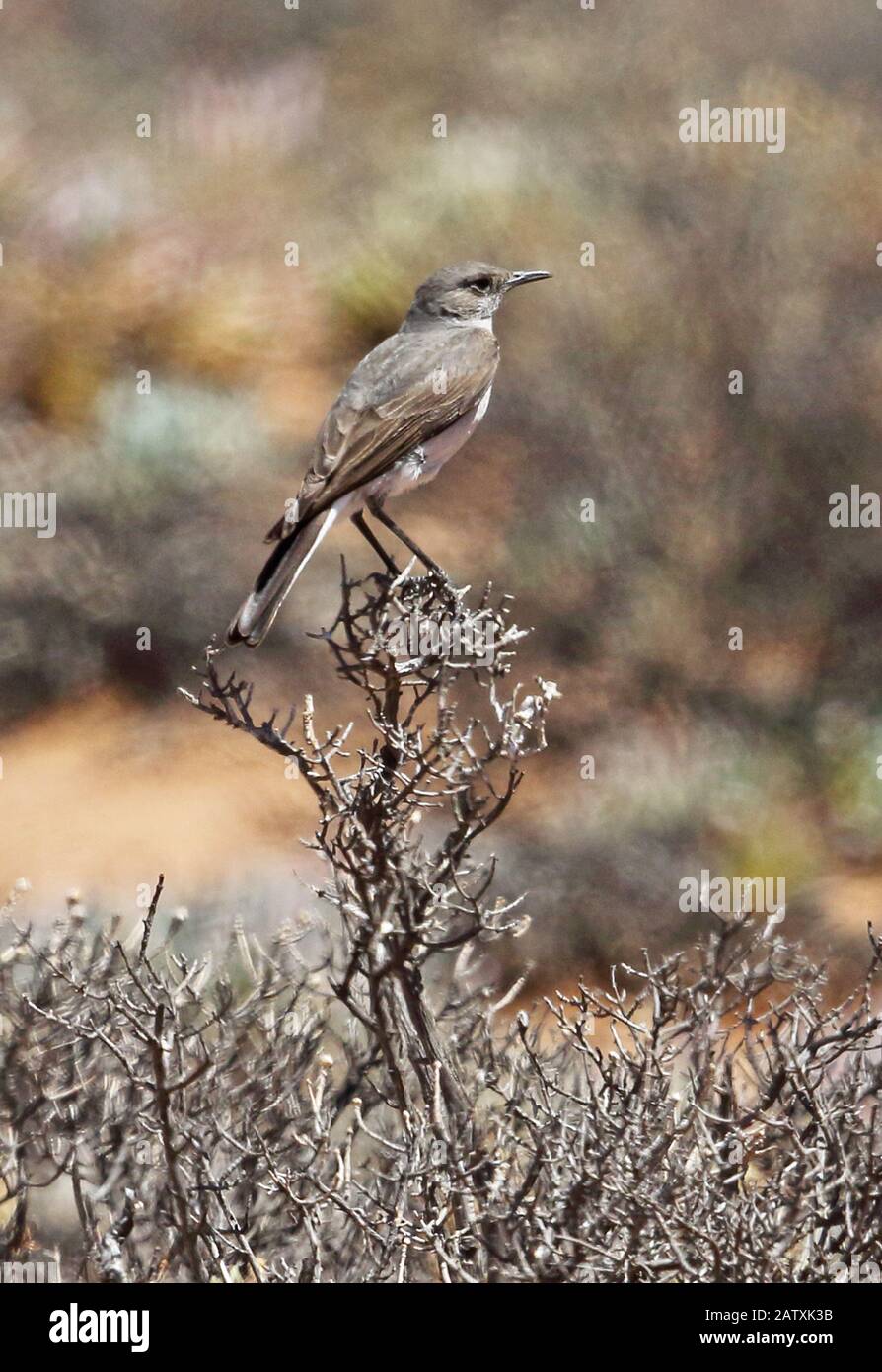 Karoo Chat (Emarginata schlegelii) adult perched on dead bush Karoo ...