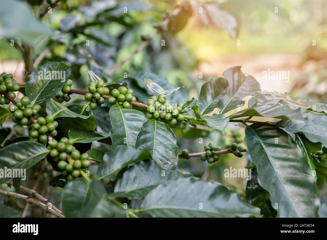 Coffee tree with green coffee berries on cafe plantation Stock Photo ...