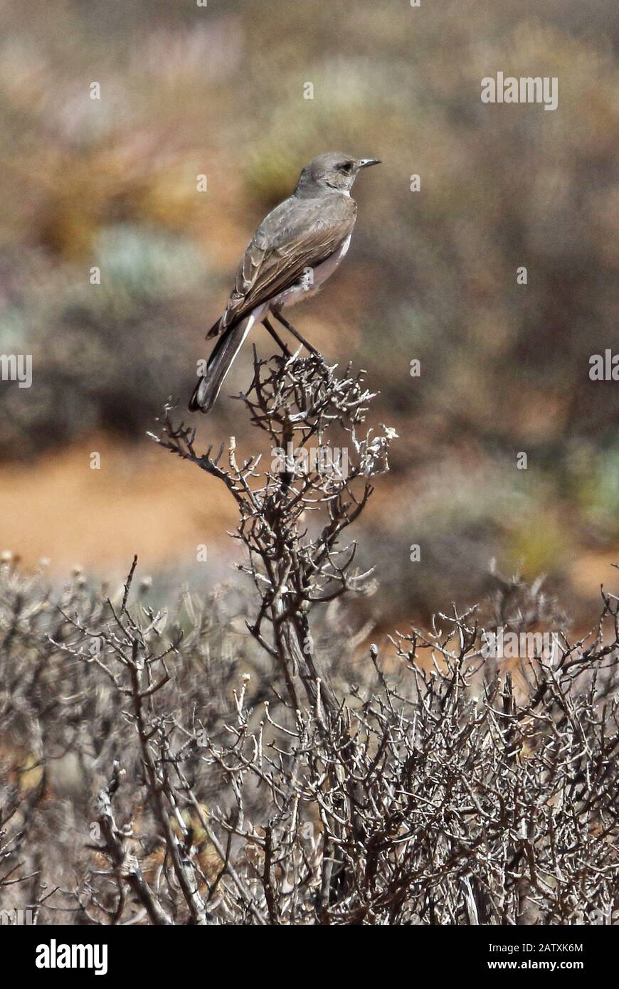 Karoo Chat (Emarginata schlegelii) adult perched on dead bush Karoo ...