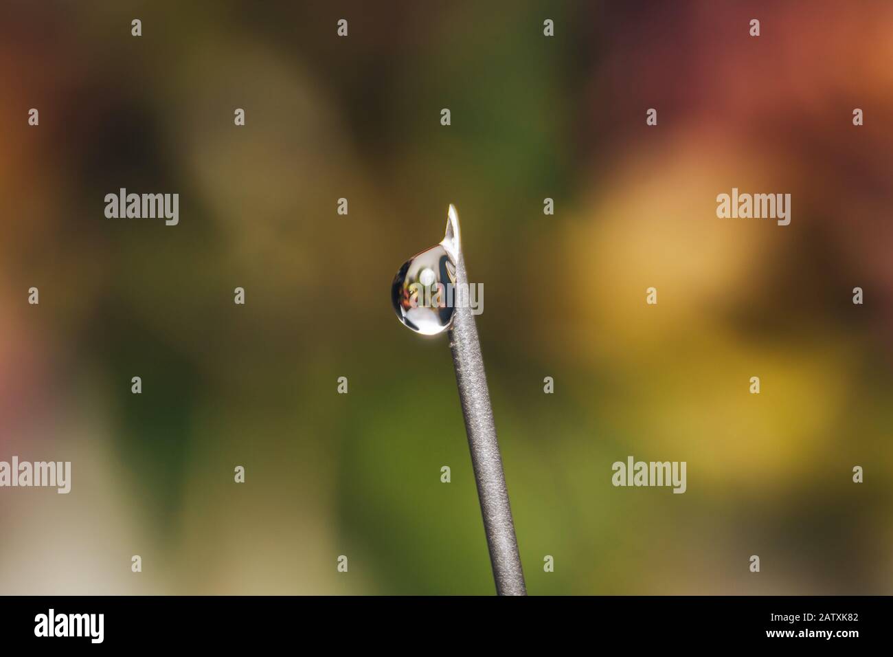 Droplet and stem macro hi-res stock photography and images - Alamy