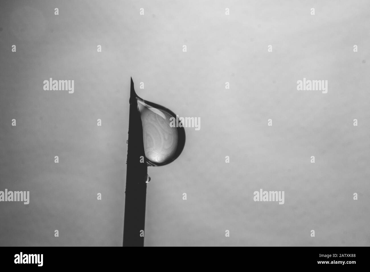 Tulip tree fruit Black and White Stock Photos & Images - Alamy