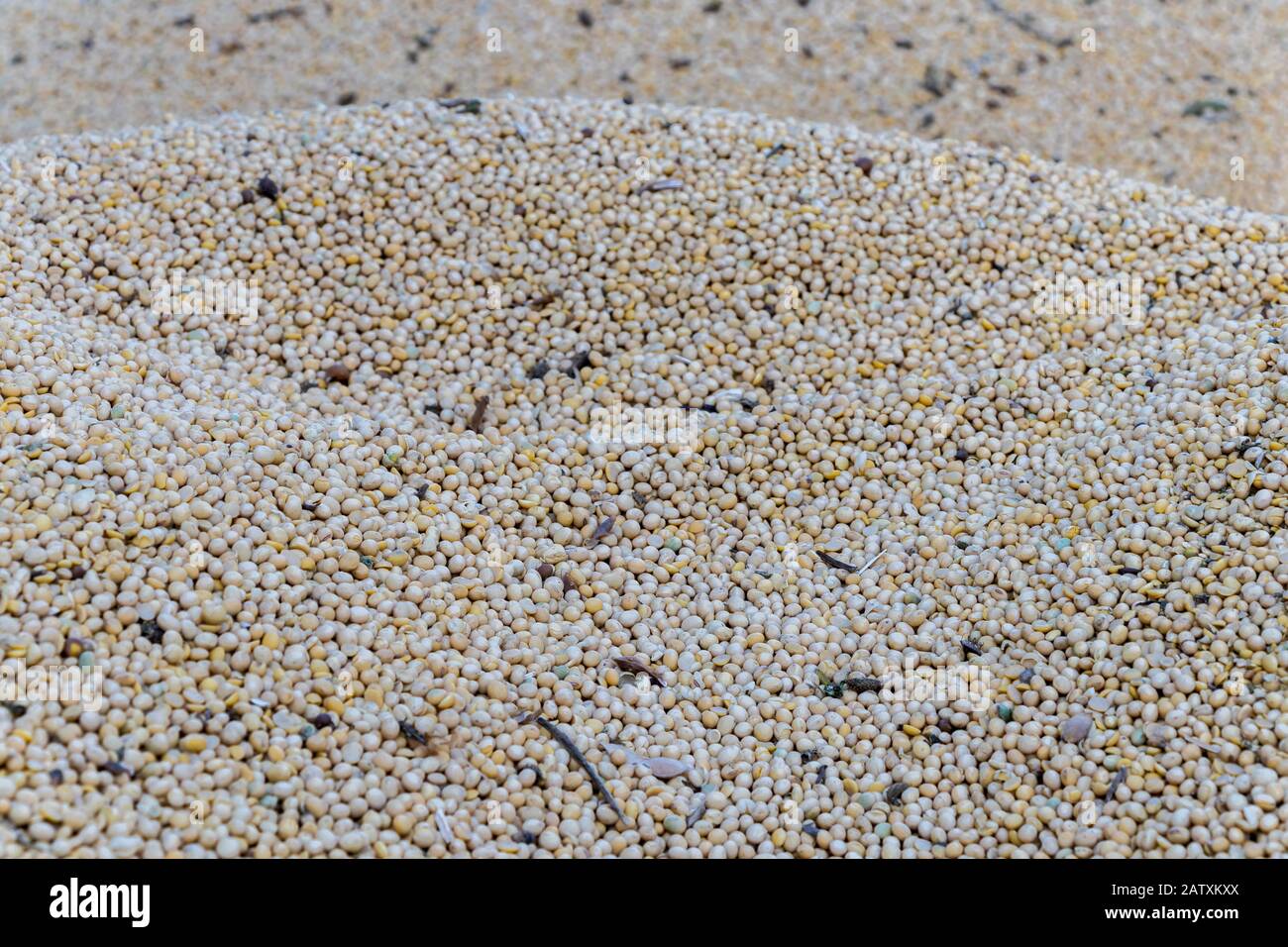 Soybean harvest, heap of dirty soy crop, selective focus of soya beans ...