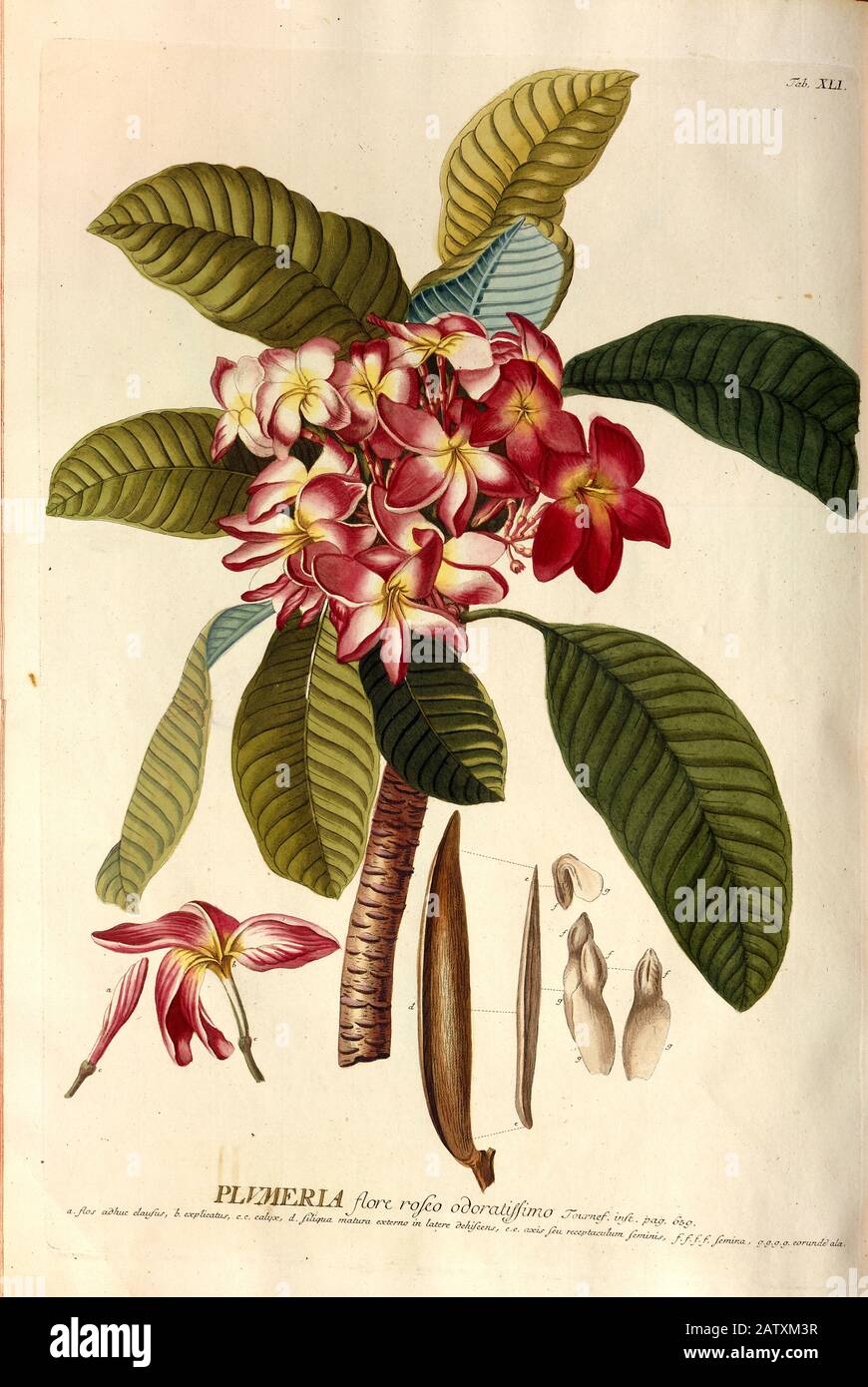 Coloured Copperplate engraving of a Plumeria flower and branch from ...