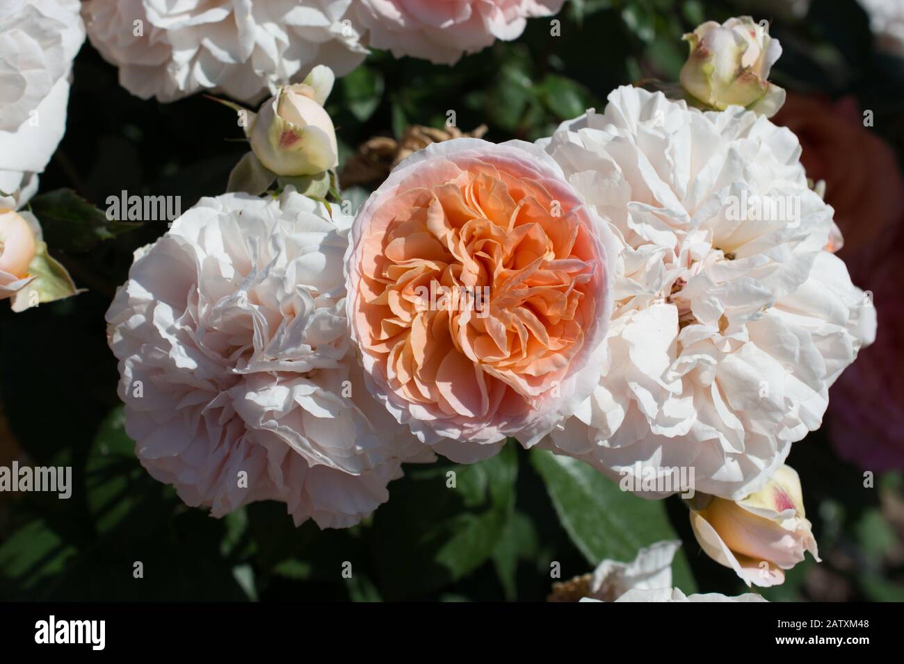 Blooming beautiful colorful roses in the garden background Stock Photo ...