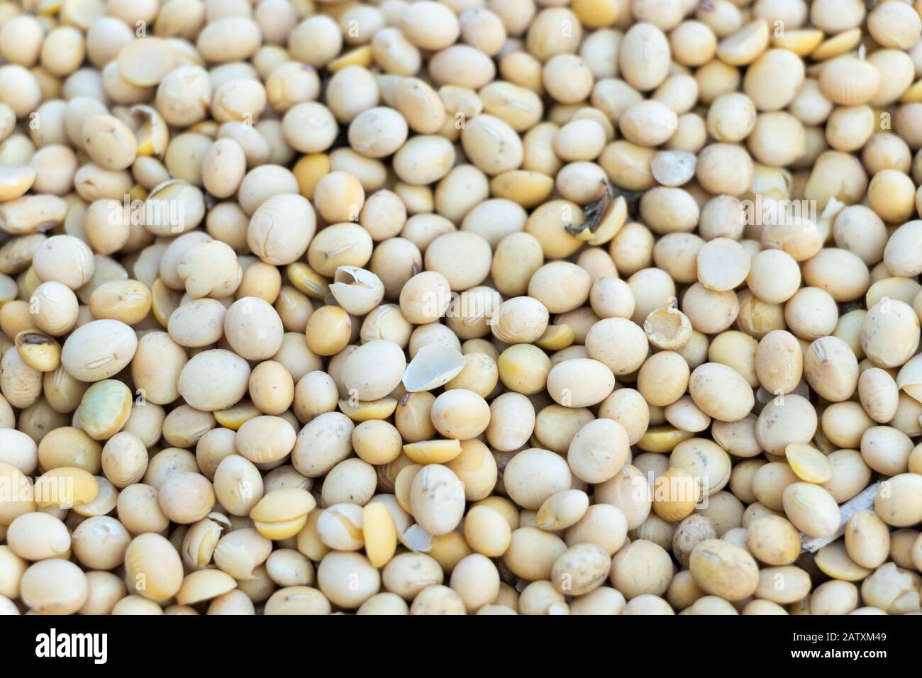Soybean harvest, heap of dirty soy crop, selective focus of soya beans ...