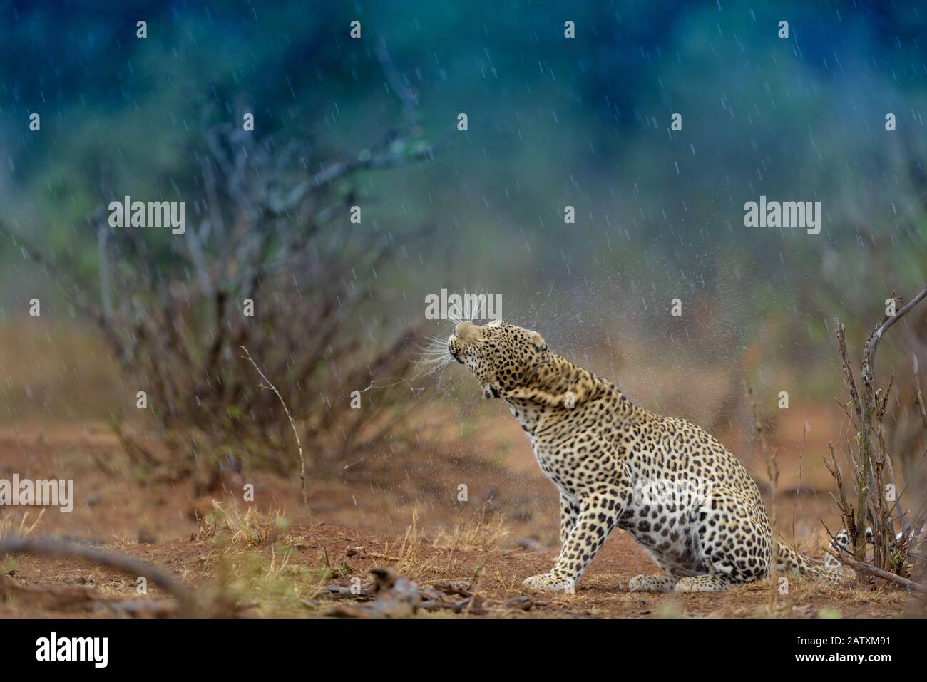 African wilderness hi-res stock photography and images - Alamy