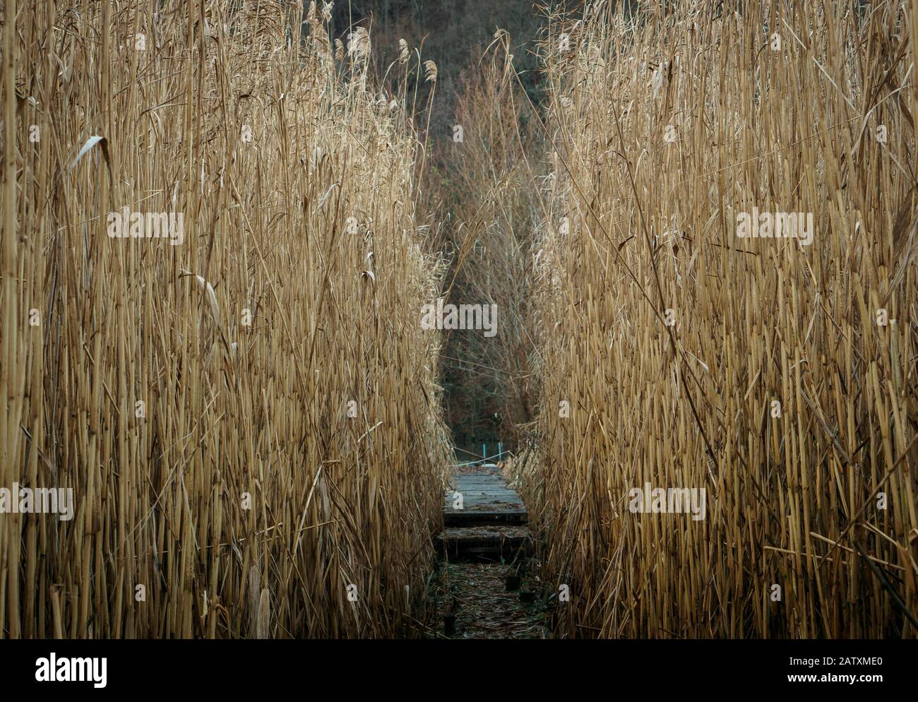 Reed fruit hi-res stock photography and images - Alamy