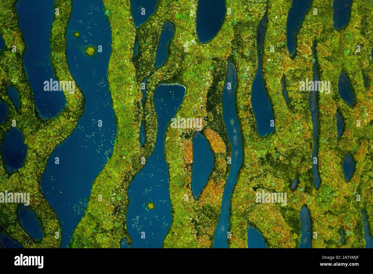 Swamp at James Bay Road Stock Photo - Alamy