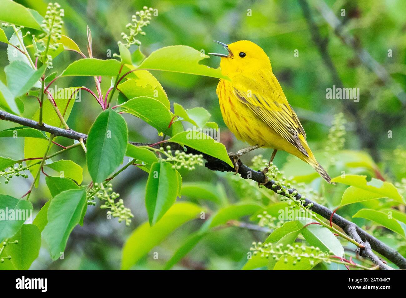 Warbler bird songbirds hi-res stock photography and images - Alamy